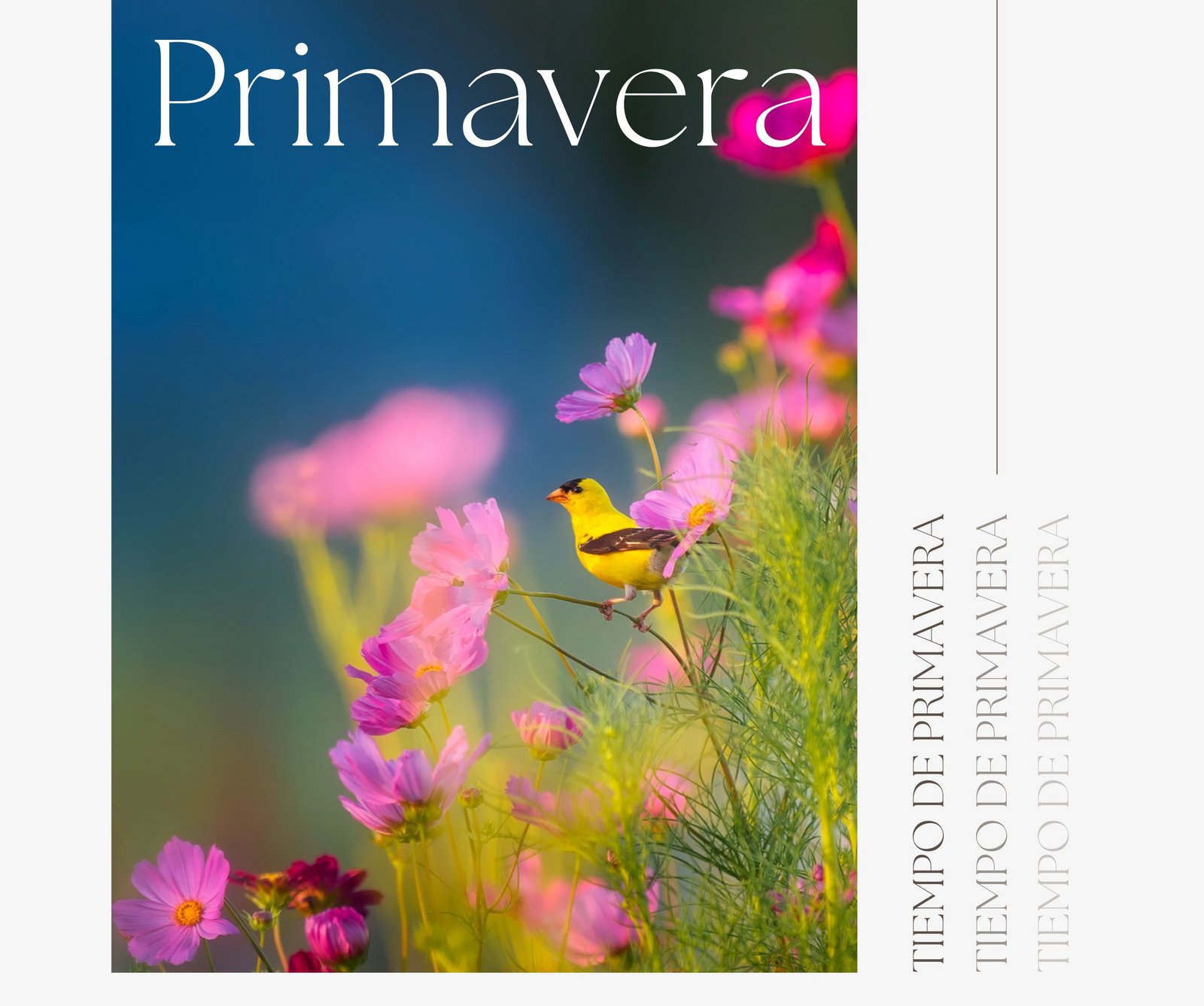 Tendencias primavera 2024 | Boltze
